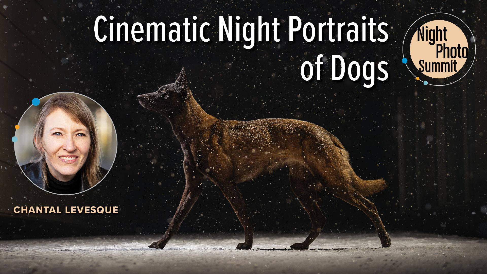 Cinematic Night Portraits of Dogs
